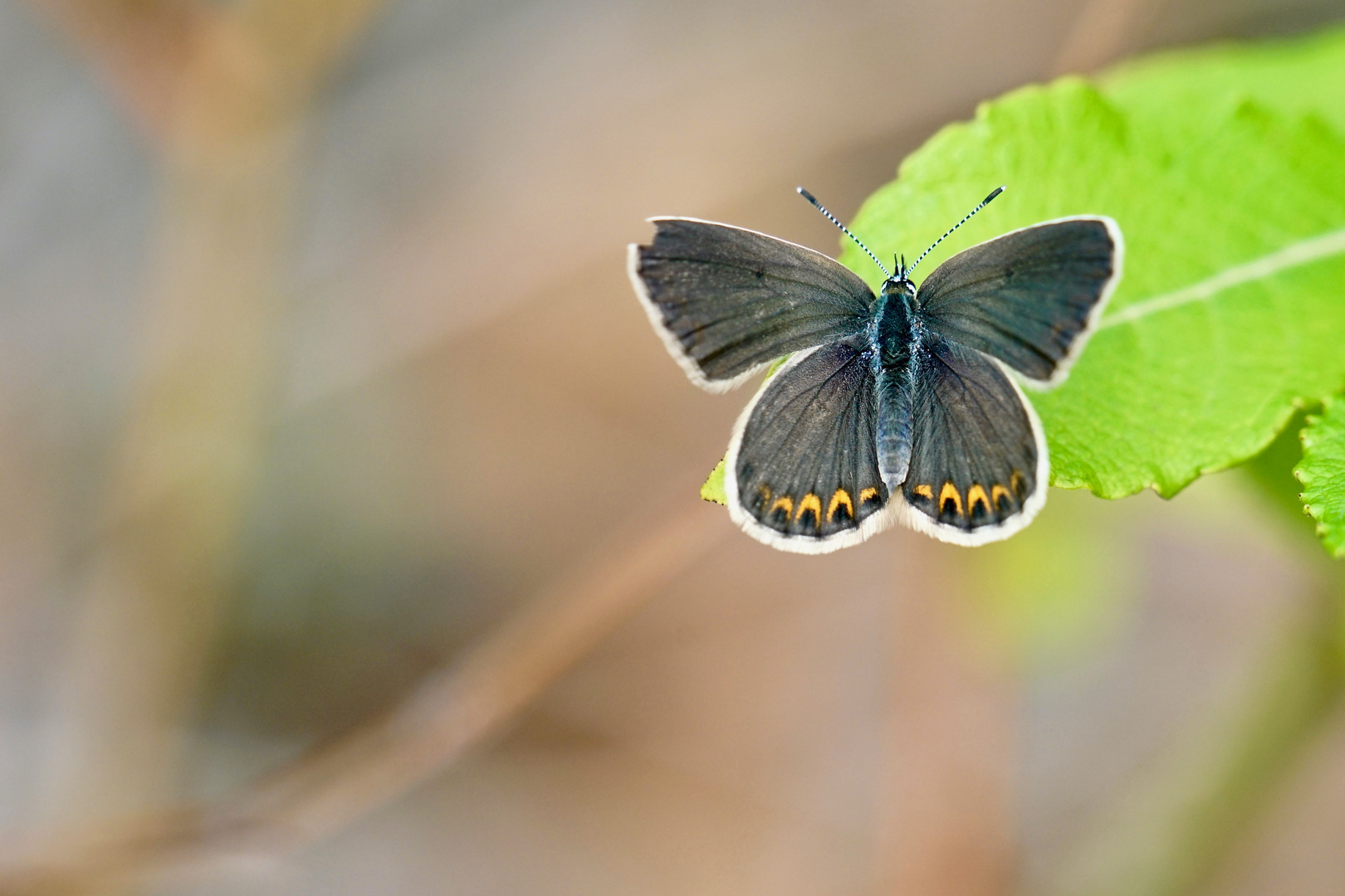 Bläuling Foto & Bild | tiere, wildlife, schmetterlinge Bilder auf ...