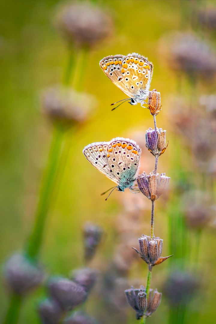 Bläulinge Foto & Bild | monatswettbewerbe natur, foto des jahres 22 lebensräume, makro Bilder ...