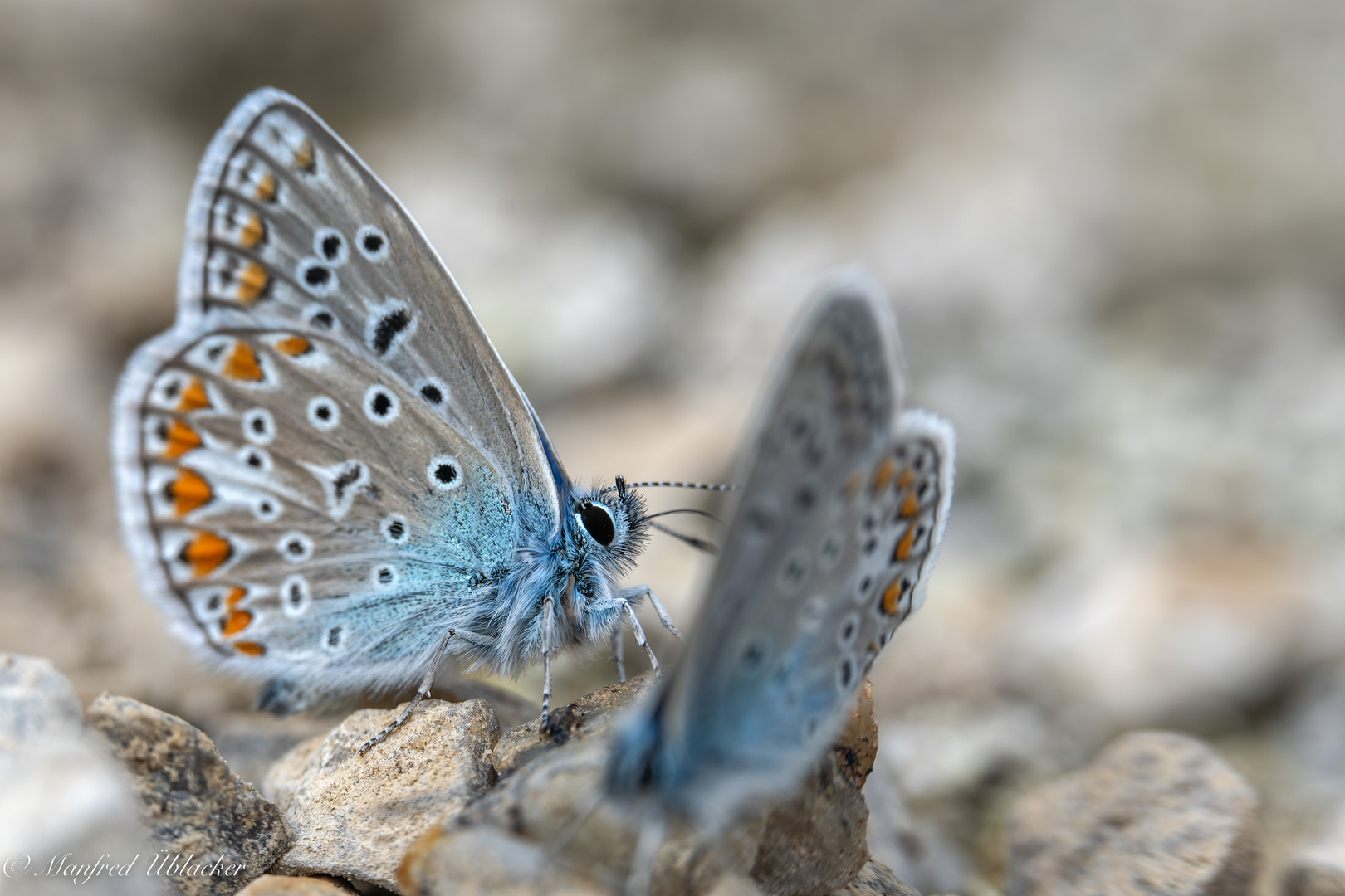 Bläulinge tummeln sich auf ... Foto & Bild | tiere, wildlife ...