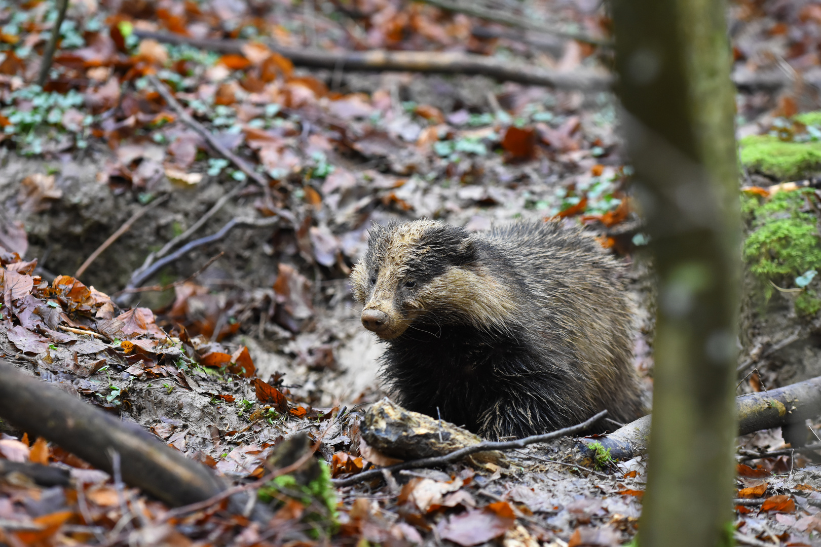 blaireau photo et image | france, nature, animaux Images fotocommunity