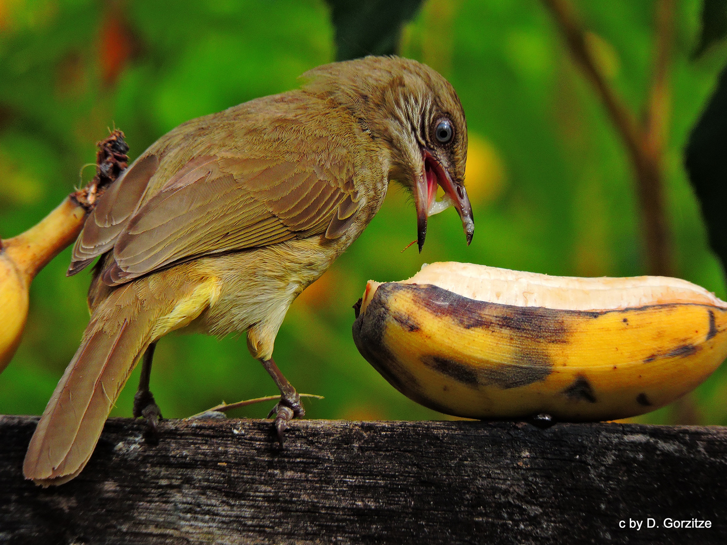 Blanford Bülbül Foto & Bild | tiere, tierdetails, vögel Bilder auf ...