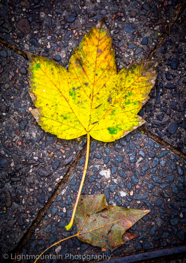 Blatt Foto & Bild | jahreszeiten, herbst, berlin Bilder auf fotocommunity