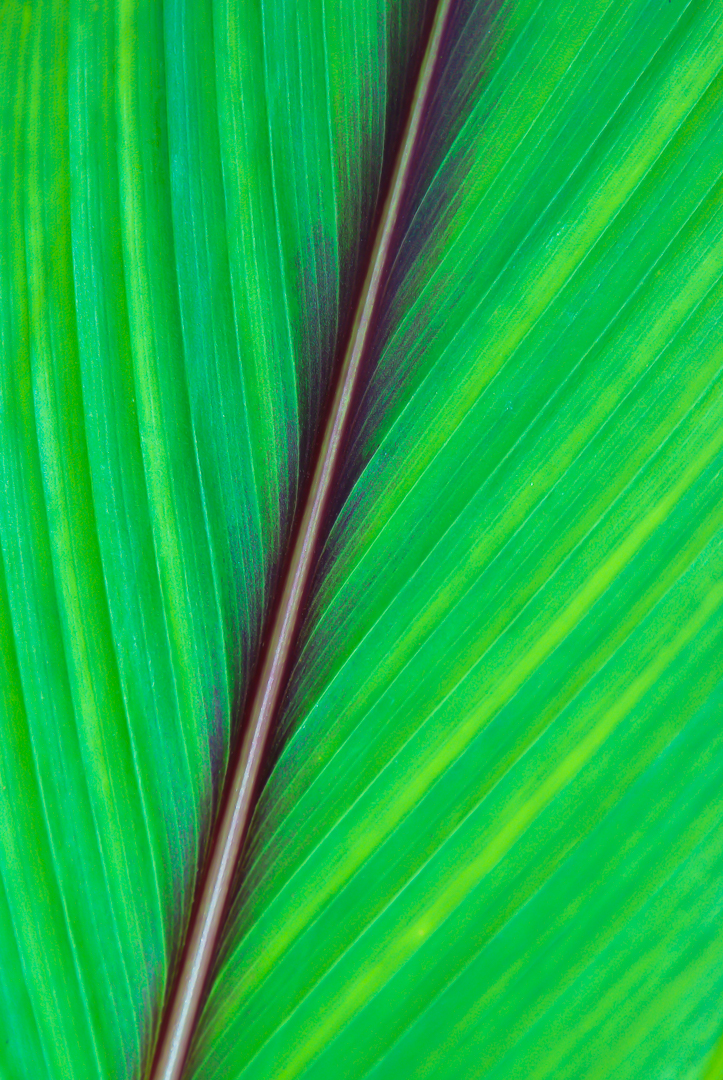 Blatt Foto & Bild | monatswettbewerbe natur, 02 - natur abstrakt, 2018 ...