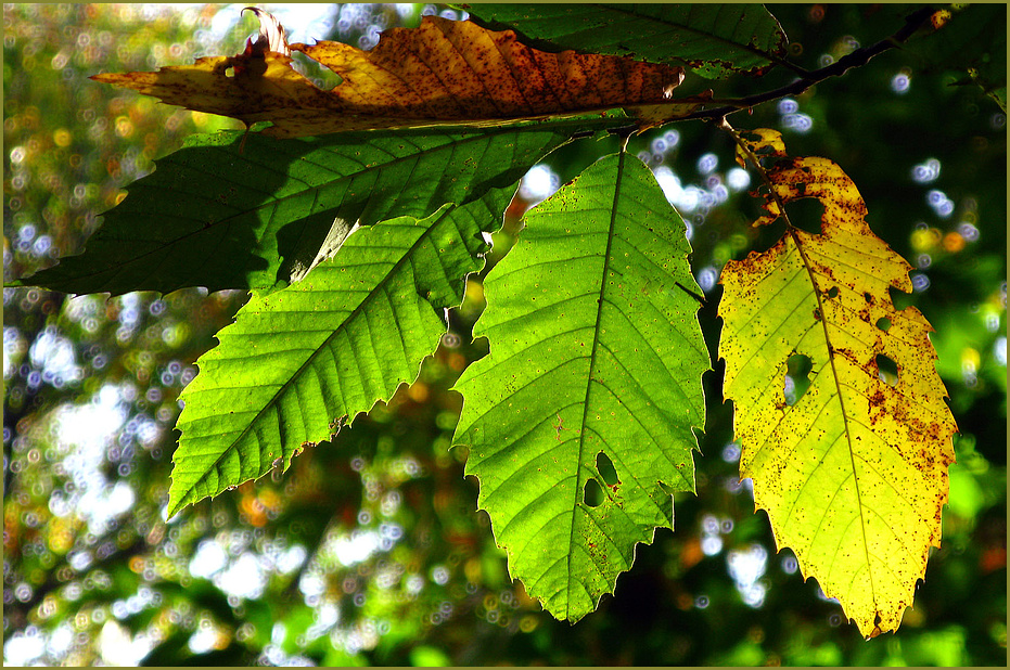 Blatt 3 Foto & Bild | jahreszeiten, herbst, natur/macro Bilder auf ...