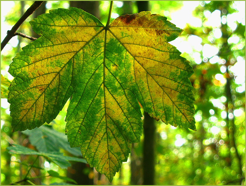 Blatt 4. Foto & Bild | jahreszeiten, herbst, natur/macro Bilder auf ...