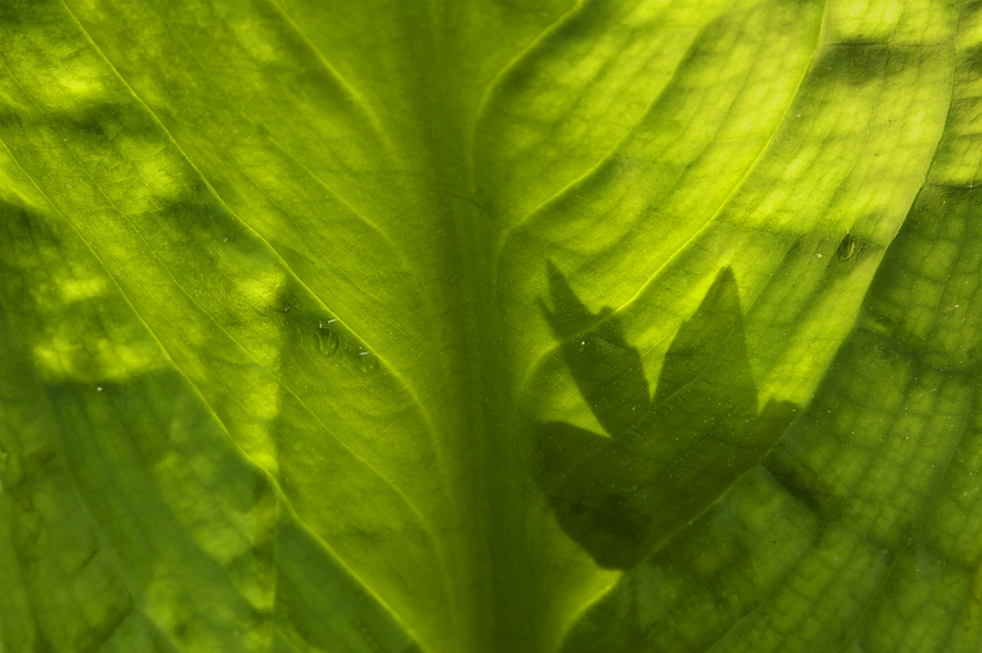 blatt Foto & Bild | pflanzen, pilze & flechten, schweiz, natur Bilder ...