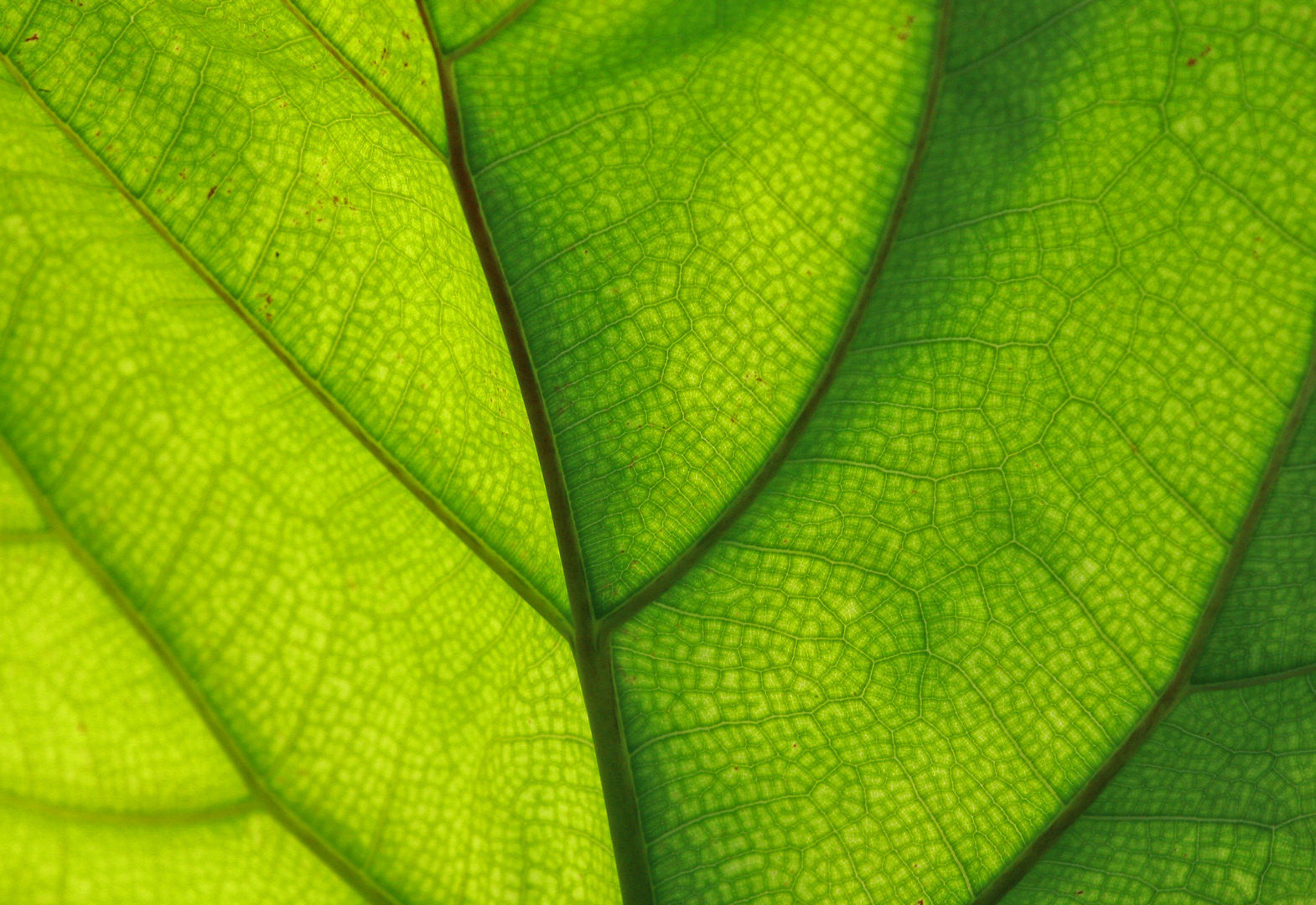 Blatt Foto & Bild | pflanzen, pilze & flechten, bäume, blatt & blüte ...