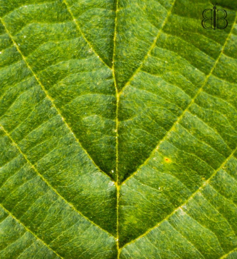 Blatt Foto & Bild | makro, grün, natur Bilder auf fotocommunity