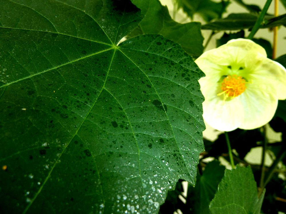 Blatt Foto & Bild | pflanzen, pilze & flechten, bäume, blatt & blüte ...