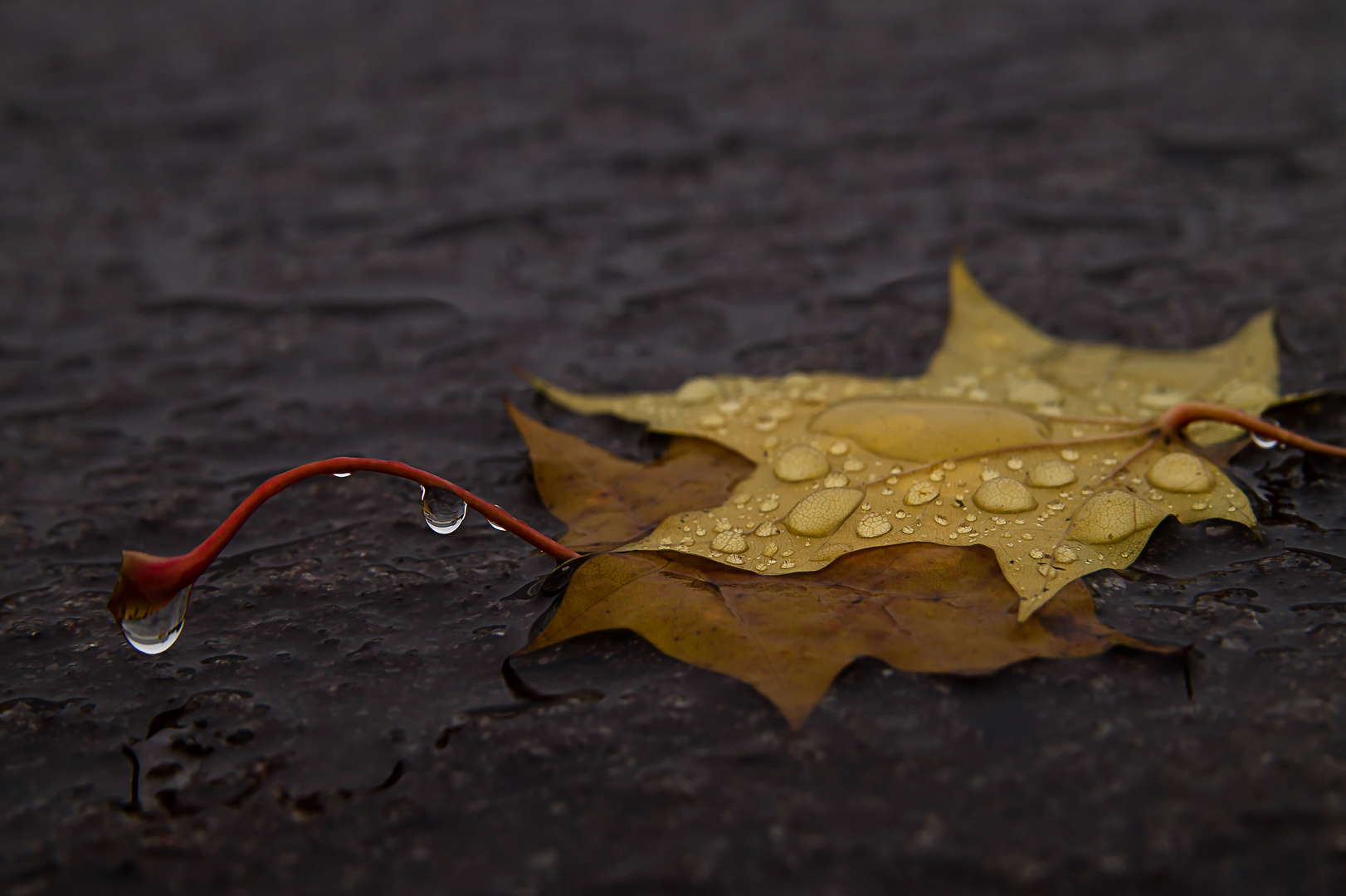 Blatt Foto & Bild | jahreszeiten, herbst, natur Bilder auf fotocommunity