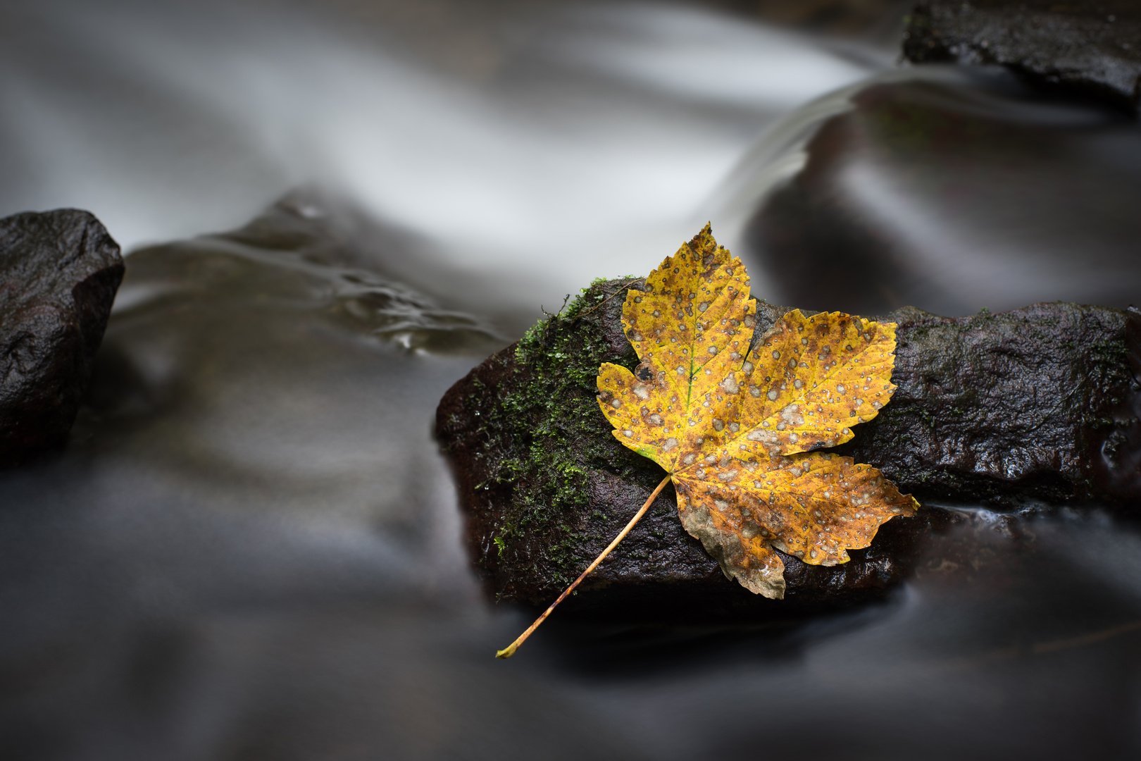 Blatt Foto & Bild | landschaft, bach, fluss & see, fotos Bilder auf ...