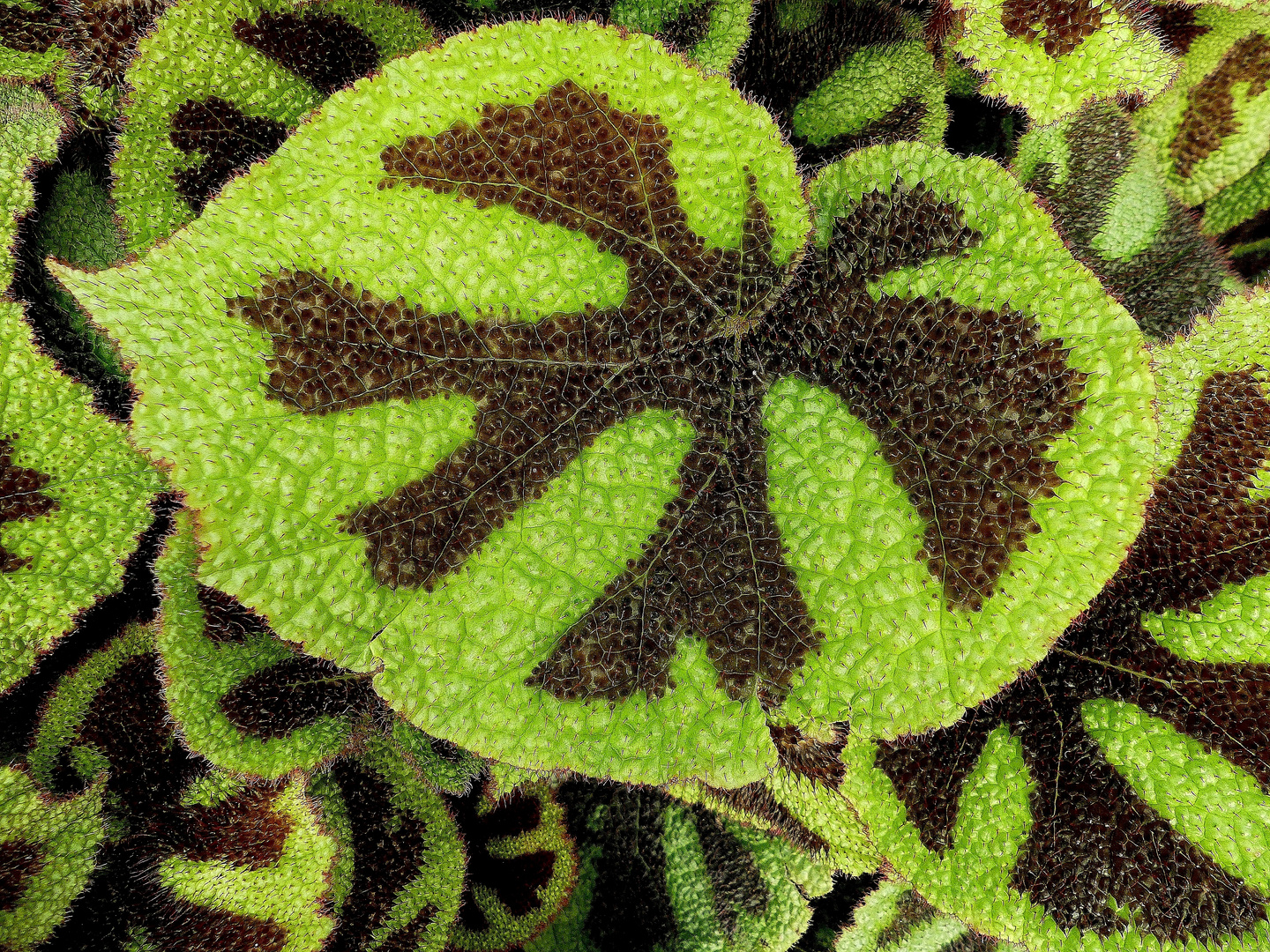 Blatt der Begonia Tron Cross (Eisenkreuz-Begonie).... Foto & Bild ...