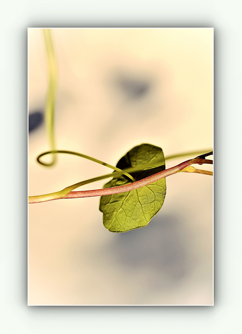 Blatt der Kapuzinerkresse Foto & Bild | pflanzen, pilze & flechten ...