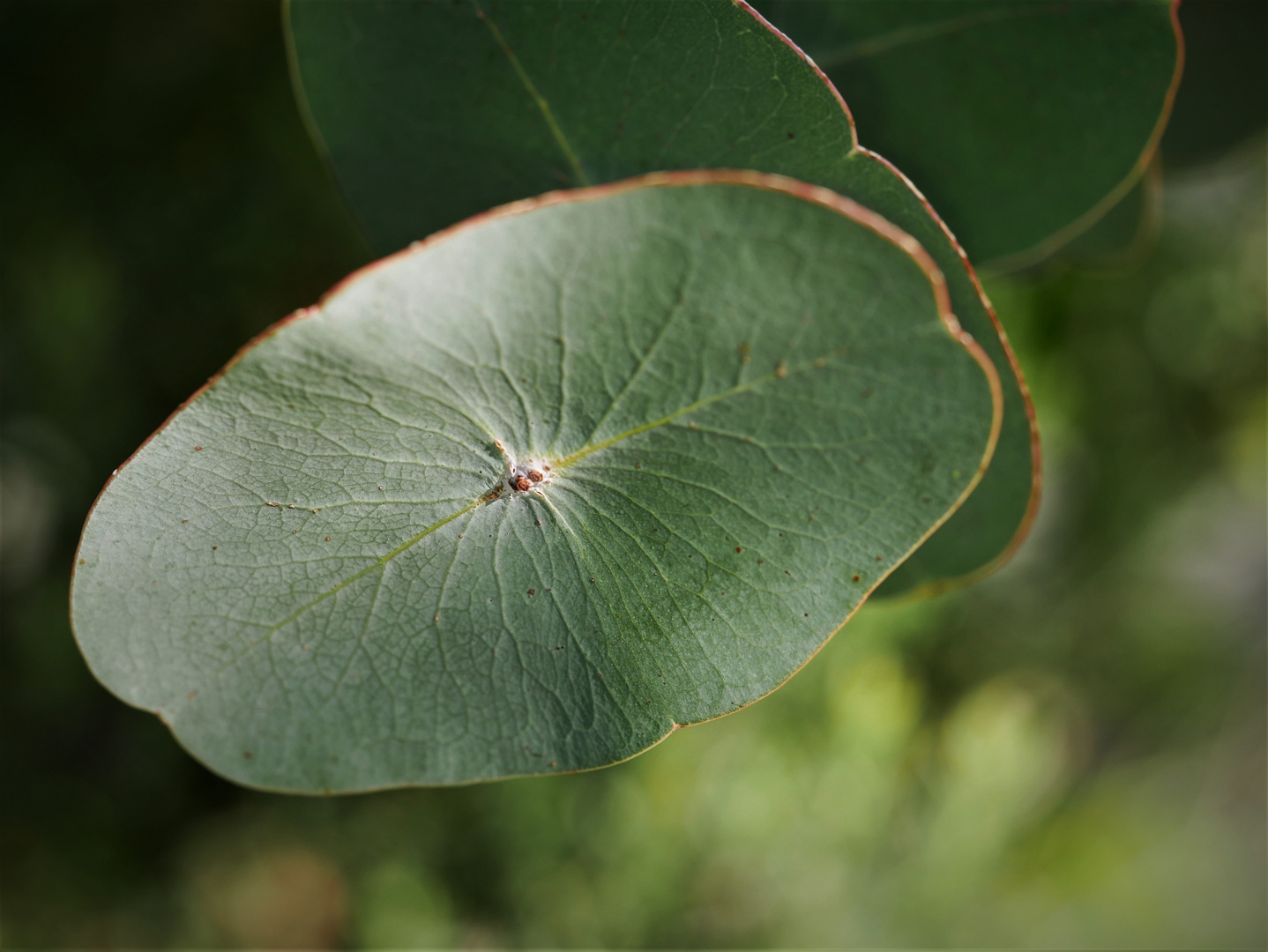 Blatt. Foto & Bild | natur, pflanzen Bilder auf fotocommunity