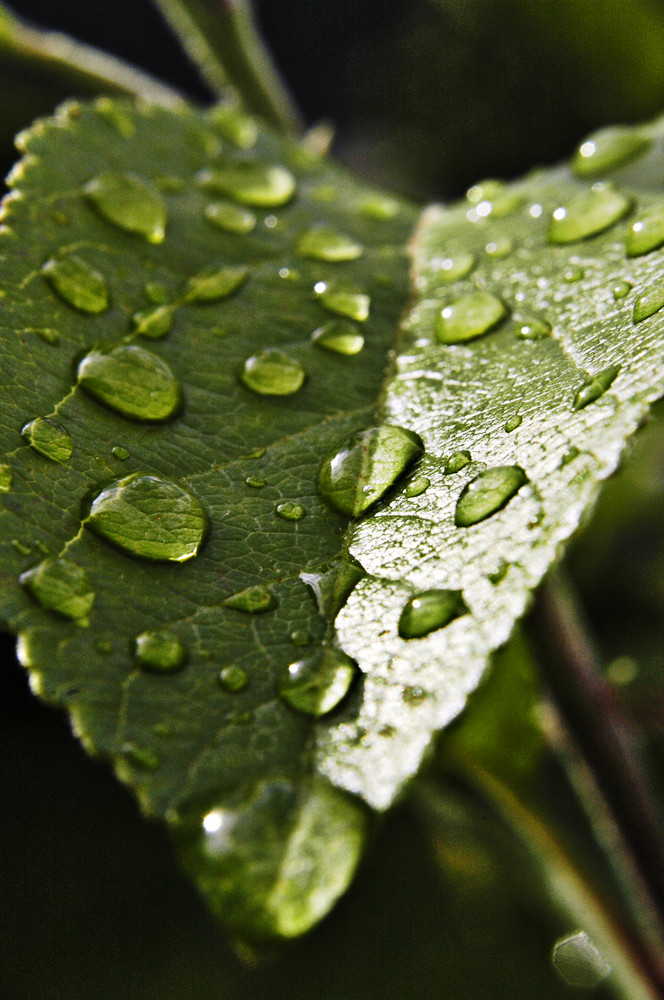 Blatt Foto & Bild | natur-makros, natur-kreativ, aufnahmetechniken ...