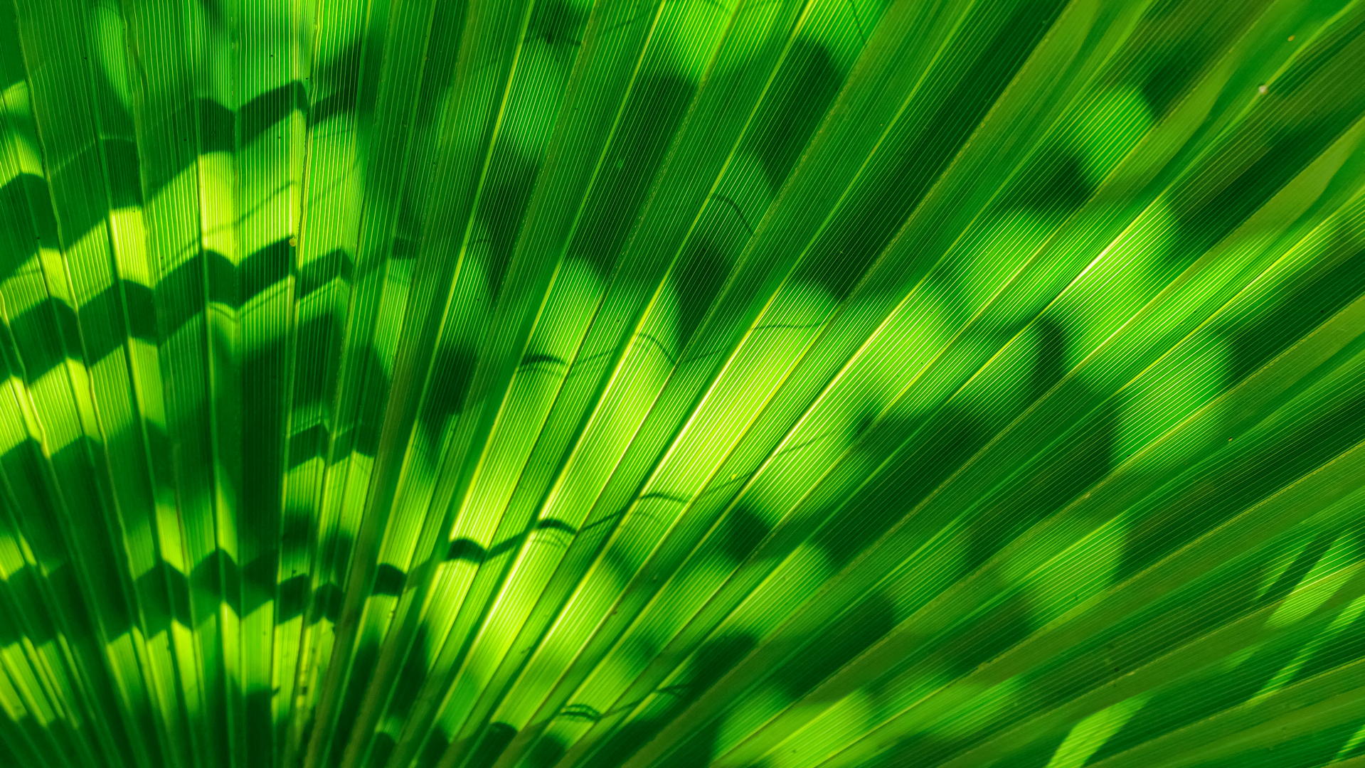Blatt Fächerpalme - La Gomera Foto & Bild | europe, canary islands die ...