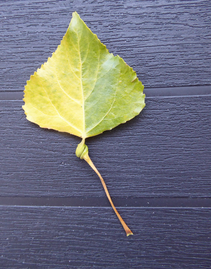 Blatt mit Knoten... Foto & Bild | spezial, natur, herbst Bilder auf ...