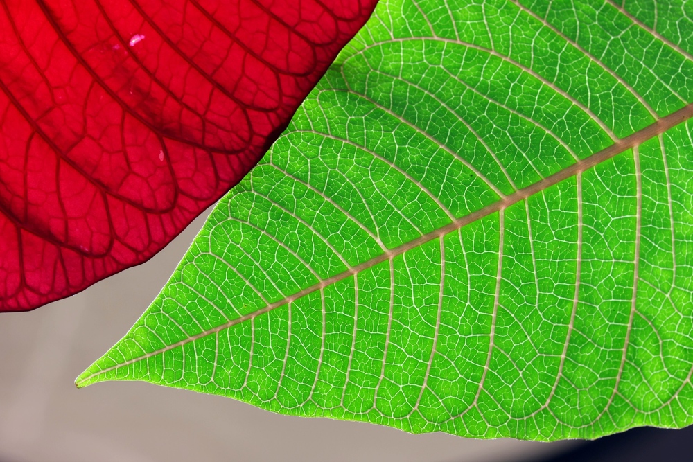 Blatt rot & grün im Gegenlicht Foto & Bild | stillleben, arrangierte ...
