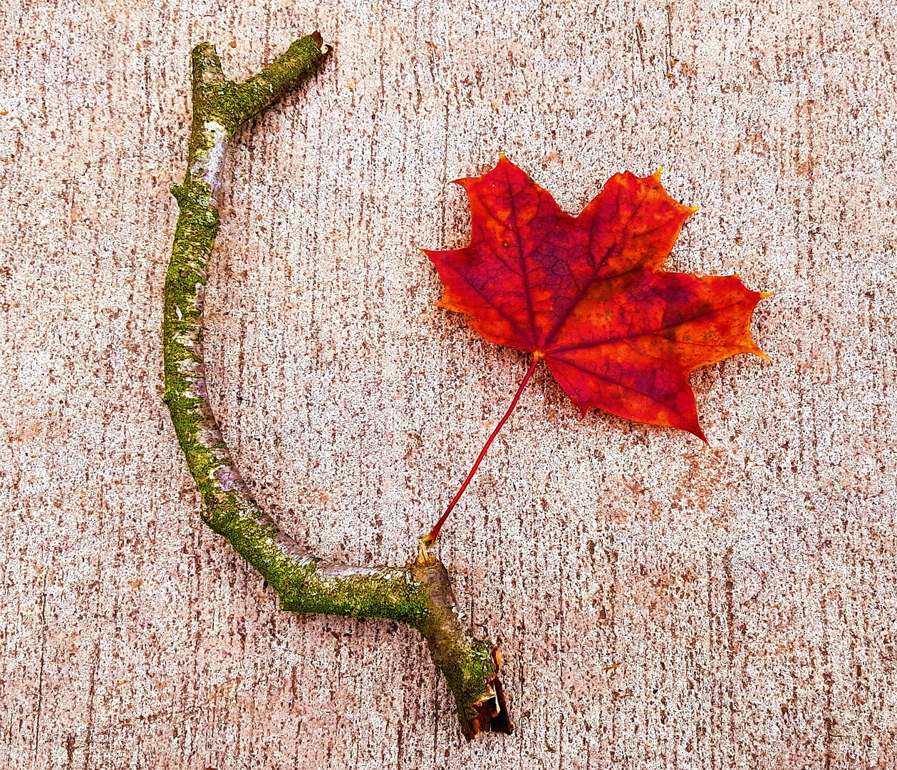 Blatt und Ast machen eine Rast Foto & Bild | stillleben, jahreszeiten ...