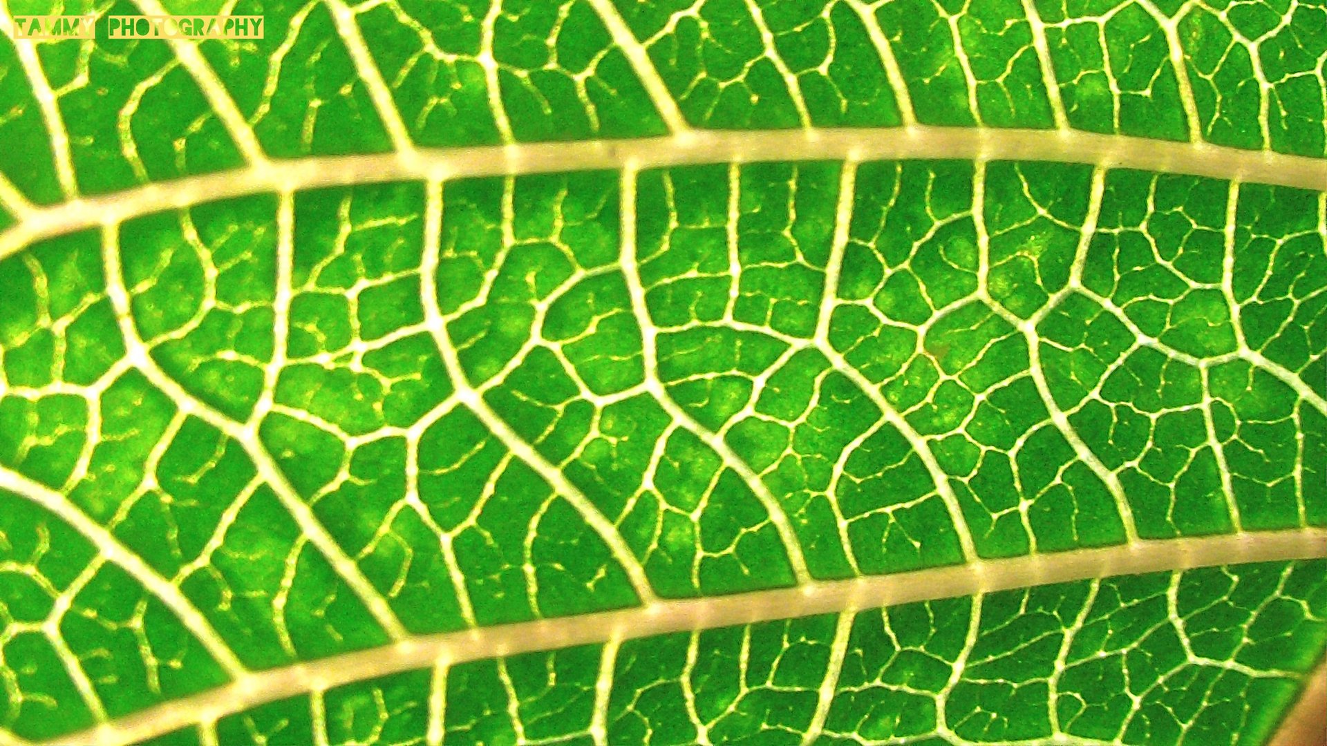 Blatt von ganz nah Foto & Bild | anfängerecke - nachgefragt, natur ...