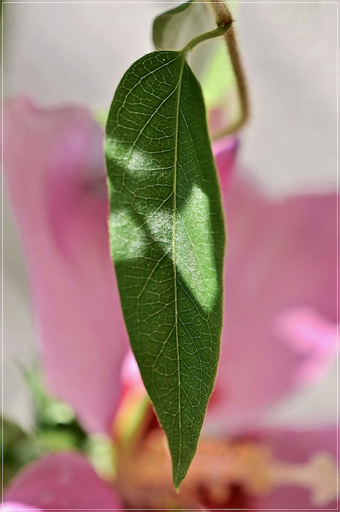 Blatt vor Rosa Foto & Bild | natur-makros, projekte, fotokunst Bilder ...