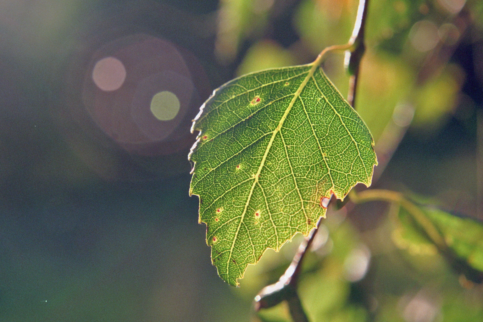 blattadern Foto & Bild | pflanzen, pilze & flechten, bäume, blatt ...