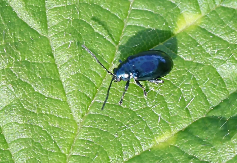 Blattkäfer,Altica spec. Foto & Bild | natur, insekten, tiere Bilder auf ...