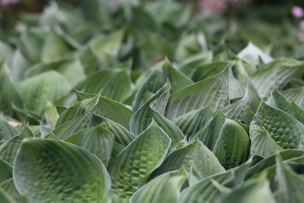 Blattsalat Foto & Bild | natur, pflanzen, blüten Bilder auf fotocommunity