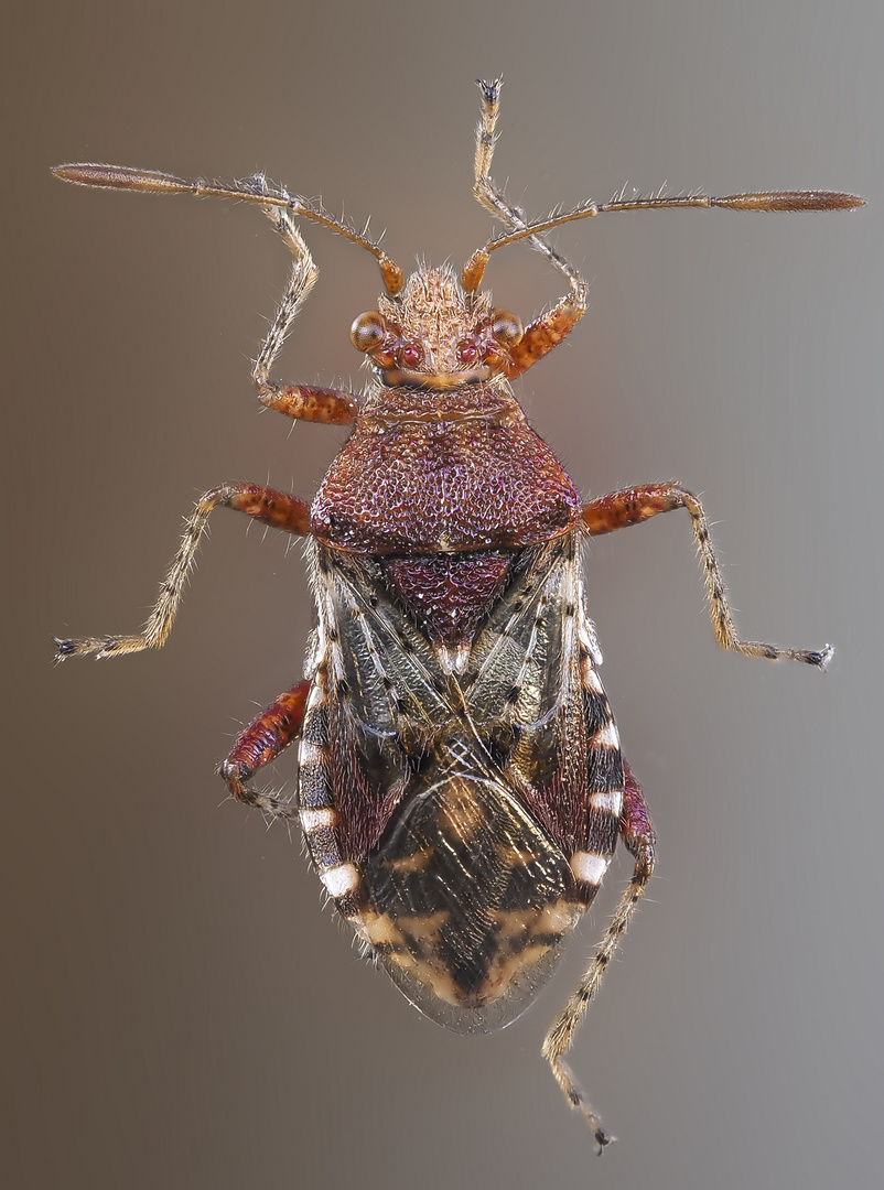 Blattwanze im Jugendstadium 3mm Foto & Bild | makro, natur, insekten ...