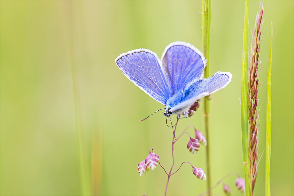 blau Foto & Bild | blau, makro, natur Bilder auf fotocommunity