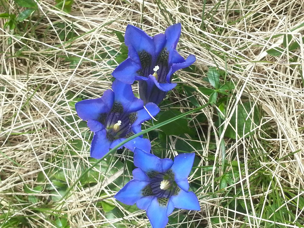 blau blau blüht der Enzian Foto & Bild | pflanzen, pilze & flechten, blüten- & kleinpflanzen ...