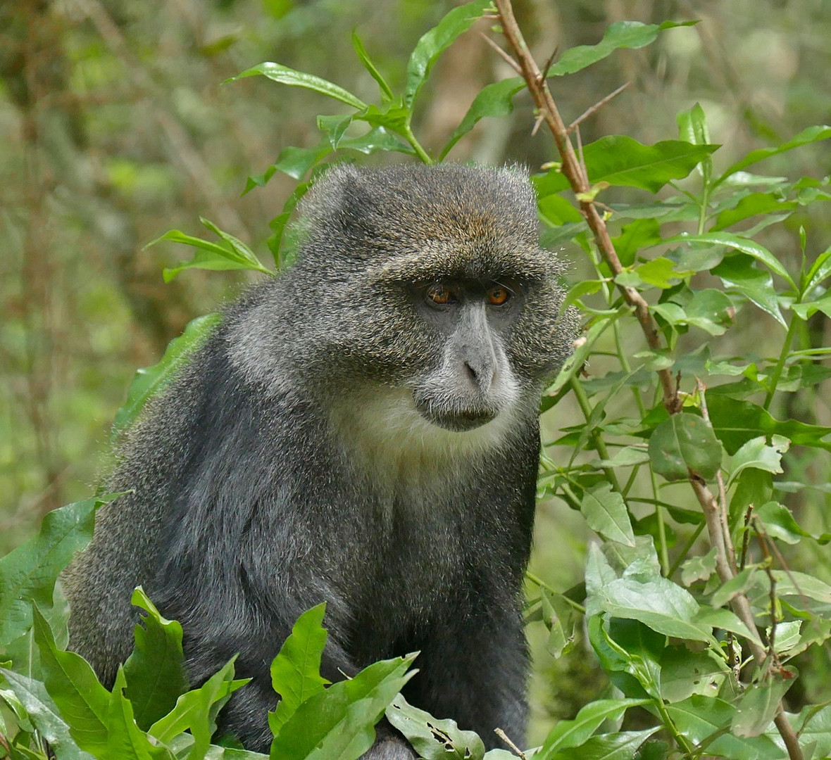 Blau Diademed Affe Foto & Bild | tiere, wildlife, säugetiere Bilder auf ...