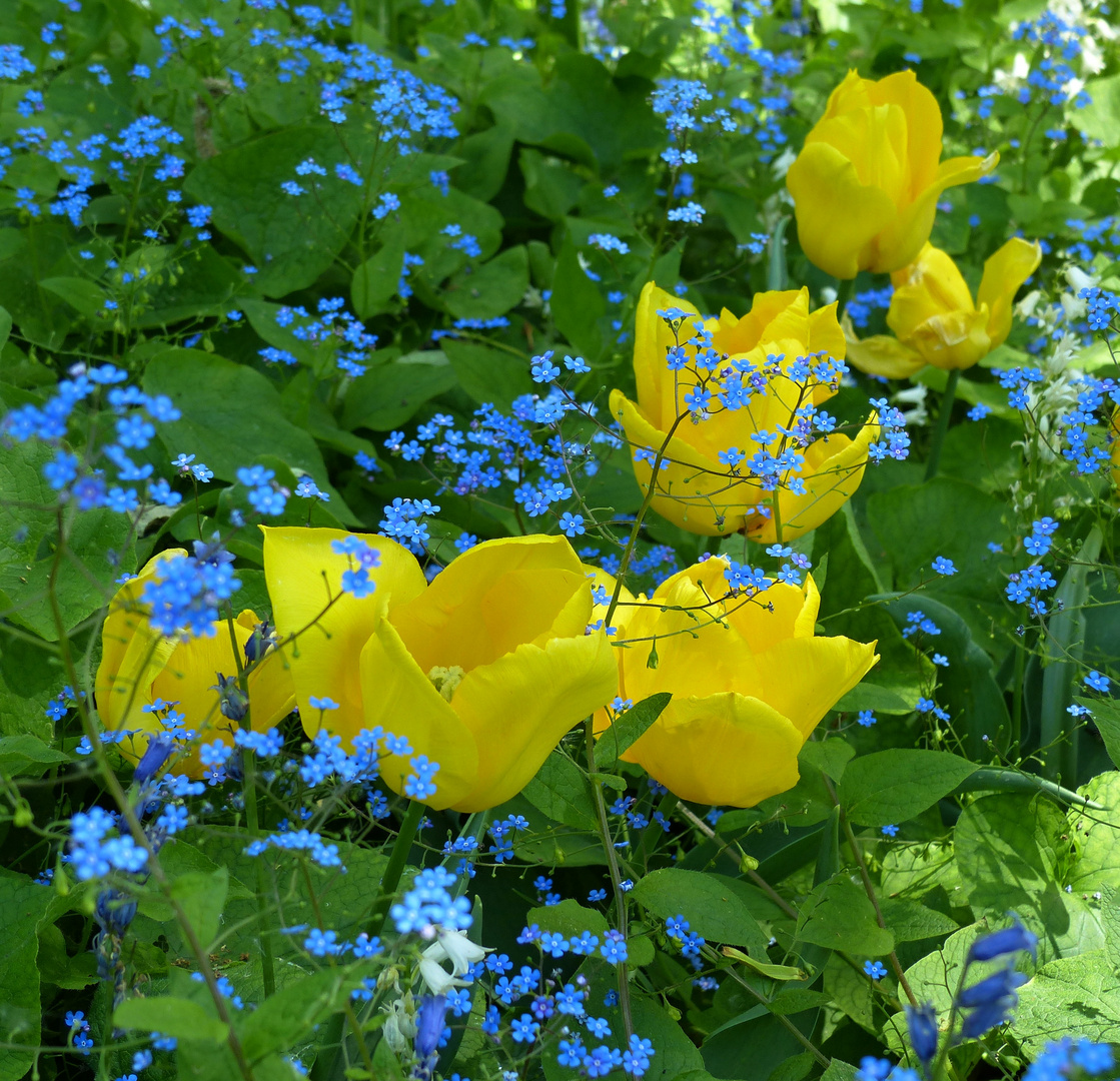 blau & gelb Foto & Bild | blau, grün, tulpen Bilder auf fotocommunity