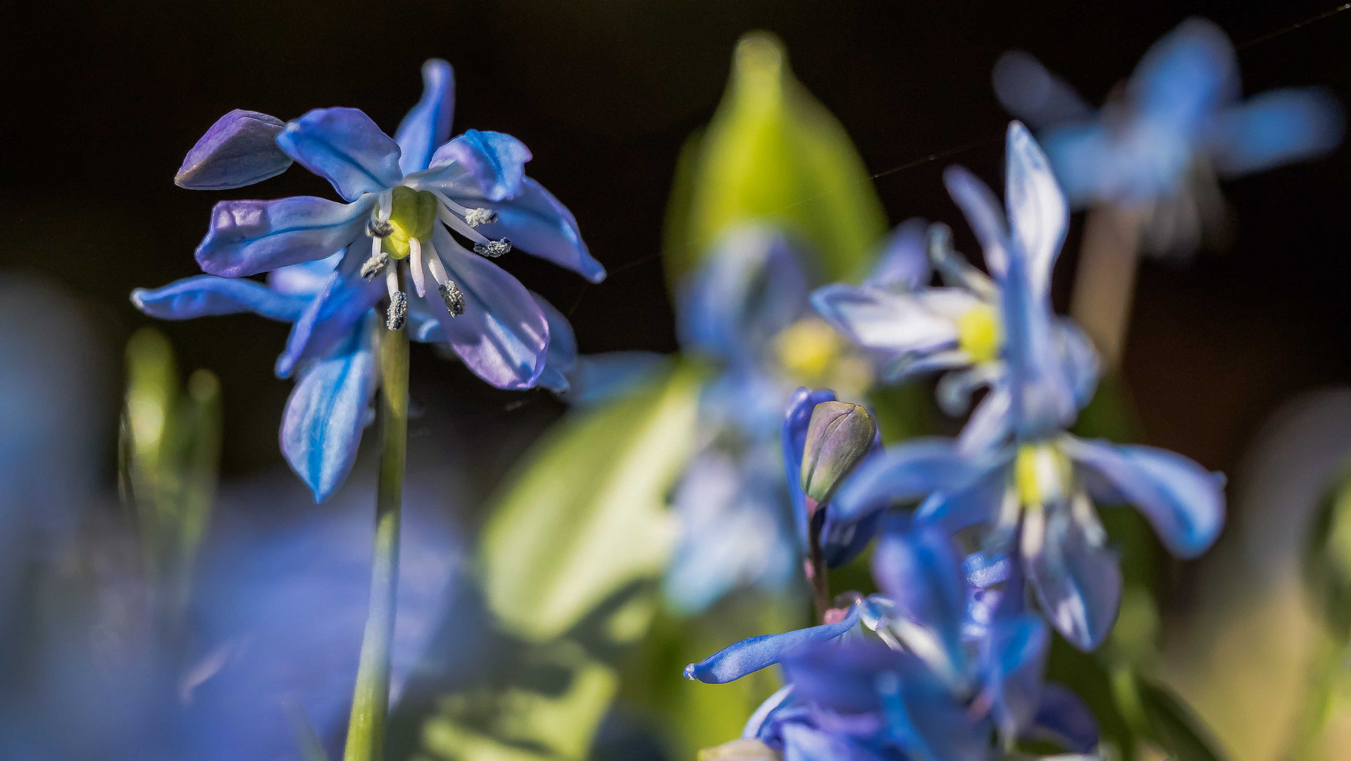 Blaublütig Foto & Bild | projekte, 1 - montag - blue monday, thementage Bilder auf fotocommunity