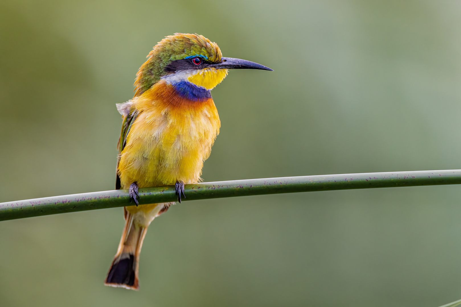 Blaubrustspint (Blue-breasted Bee-eater) Foto & Bild | fotos, natur, landschaft Bilder auf ...