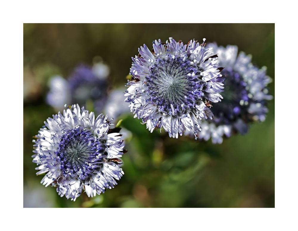 blaue Bergblumen Foto & Bild | pflanzen, pilze & flechten, blüten- & kleinpflanzen, wildpflanzen ...