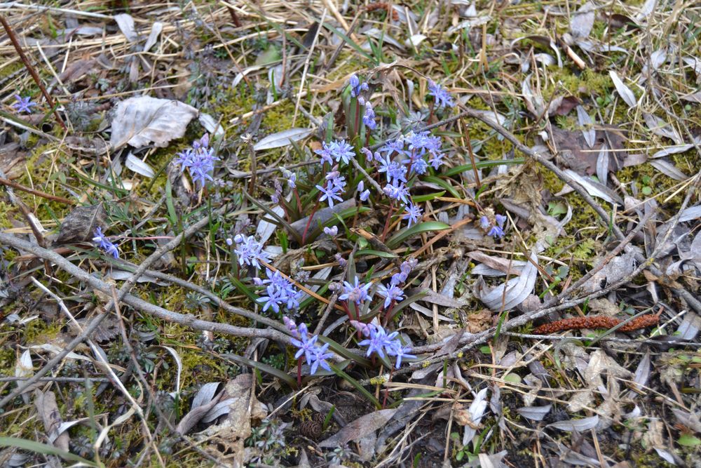 blaue Blume Foto & Bild | pflanzen, pilze & flechten, blüten- & kleinpflanzen, wildpflanzen ...