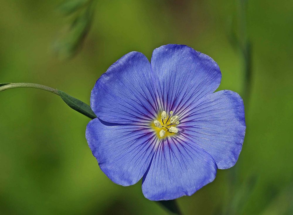 Blaue Blume Foto & Bild | pflanzen, pilze & flechten, blüten- & kleinpflanzen, wildpflanzen ...