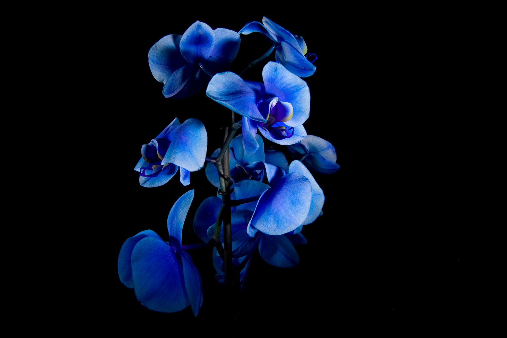 blaue blume Foto & Bild | pflanzen, pilze & flechten, blüten ...