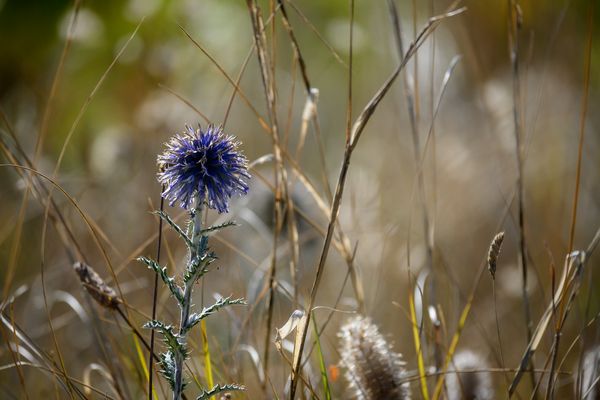 Disteln & Karden Bilder & Fotos