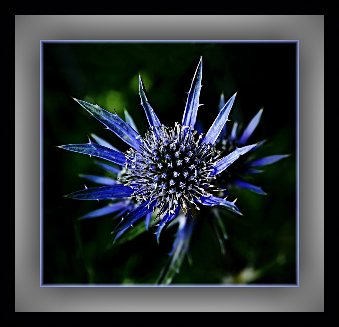 Blaue Distelblüte Foto & Bild | pflanzen, pilze & flechten, blüten ...