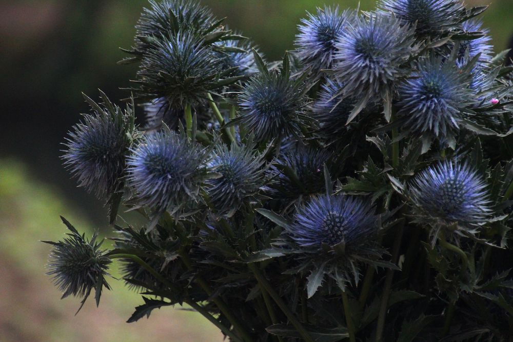 Blaue Disteln Foto & Bild | natur, landschaft, pflanzen Bilder auf ...