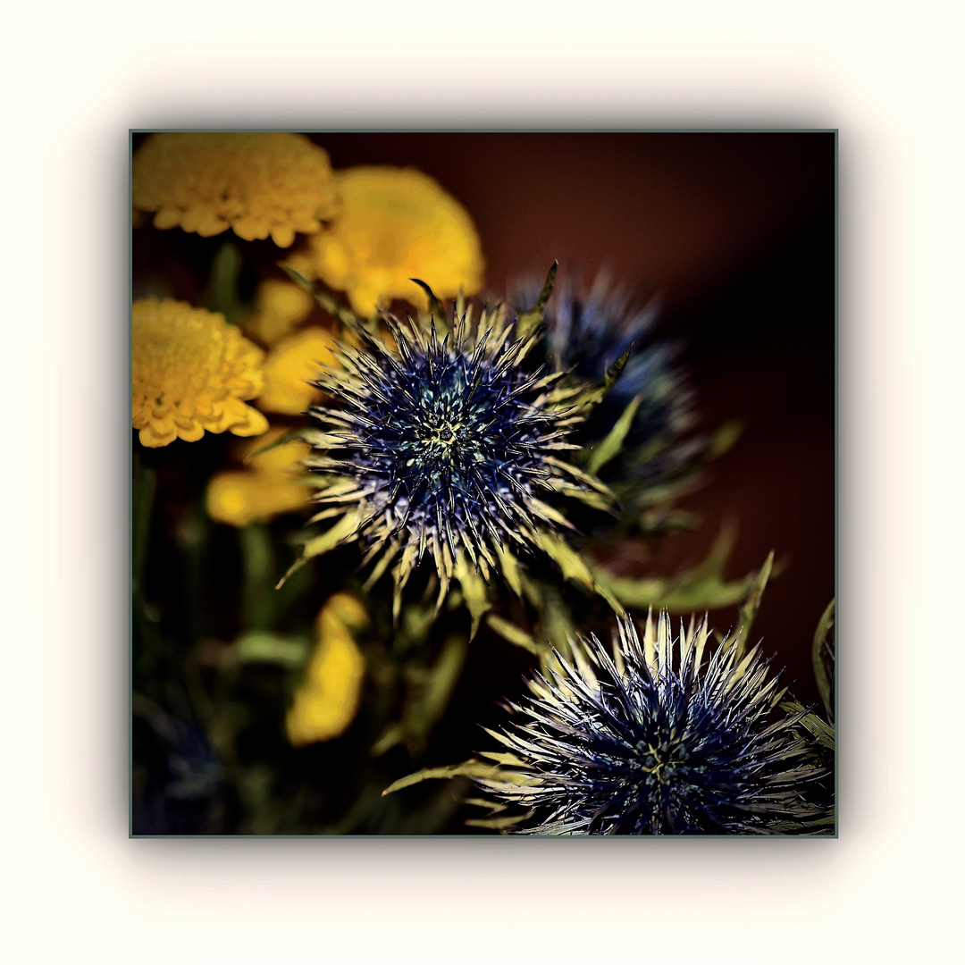 Blaue Disteln Foto & Bild | pflanzen, pilze & flechten, blüten ...