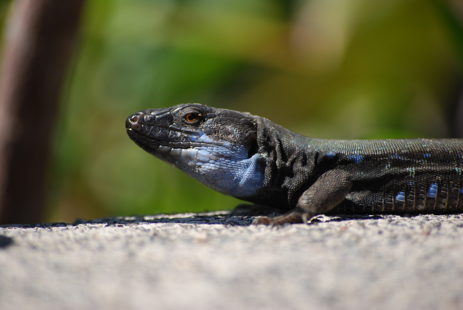Blaue Echse Foto & Bild | tiere, wildlife, amphibien & reptilien Bilder ...