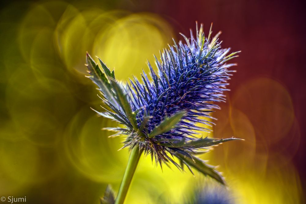 Blaue Edeldistel Foto & Bild | makro, natur, herbst Bilder auf ...