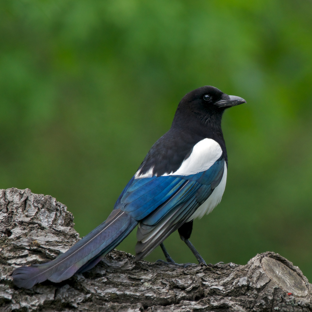 Blaue Elster ... Foto & Bild | tiere, wildlife, wild lebende vögel ...