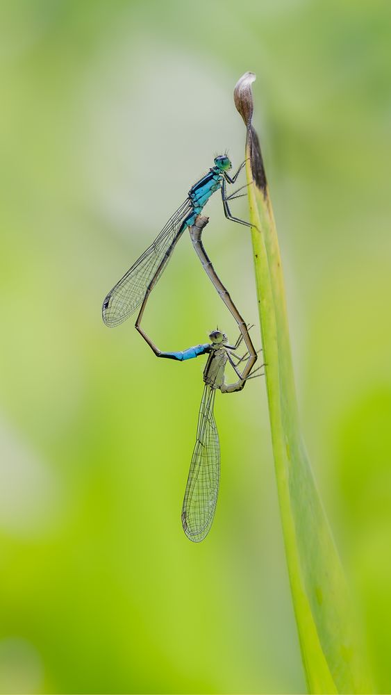 Blaue Federlibelle (Platycnemis pennipes) Foto & Bild | tiere, wildlife, libellen Bilder auf ...
