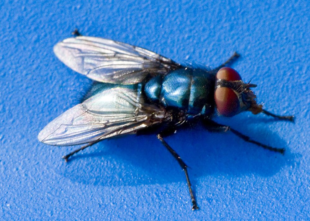 Blaue Fliege auf blauem Grund Foto & Bild | tiere, wildlife, insekten ...