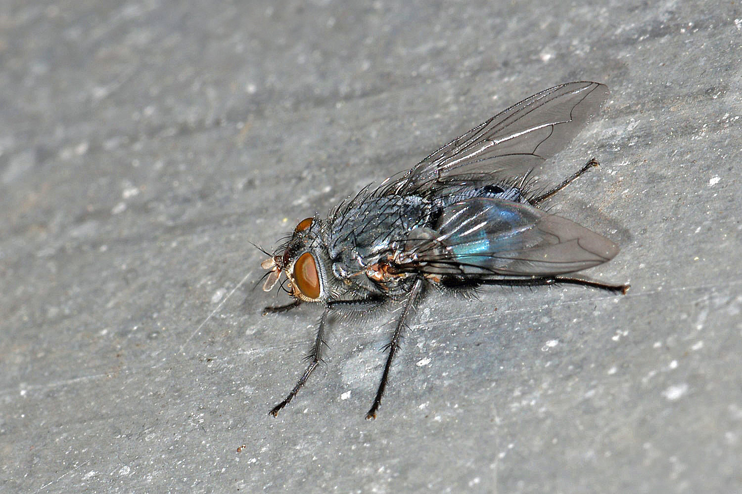 blaue Fliege Foto & Bild | fliegen, fotos, makro Bilder auf fotocommunity