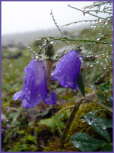 Blaue Glocken... Foto & Bild | pflanzen, pilze & flechten, blüten- & kleinpflanzen, wildpflanzen ...